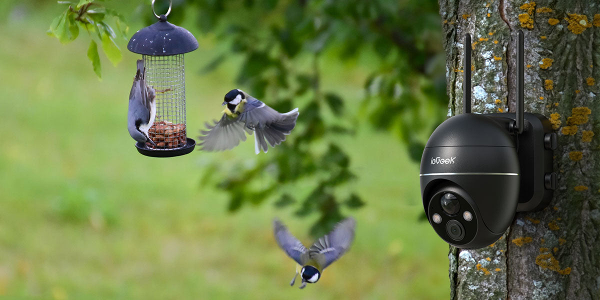 Best Solar-Powered Bird Feeder Cameras: A Comprehensive Guide – ieGeek