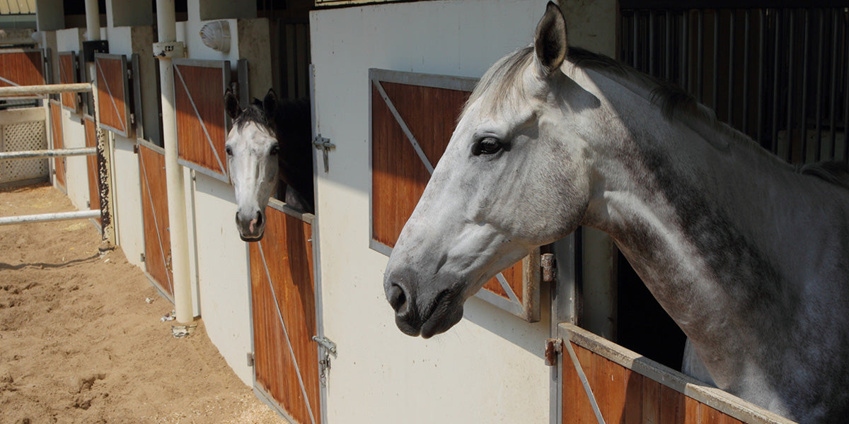 Best Barn Cameras: Enhancing Security in Farms and Stables – ieGeek